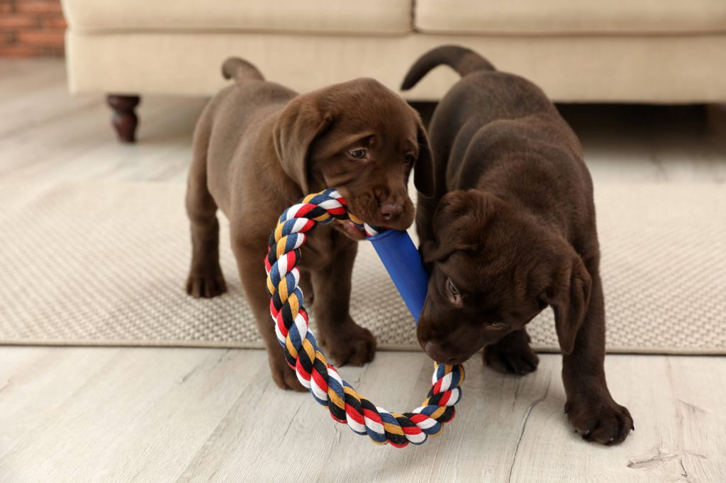 The Best Labrador Puppy Toys 2021